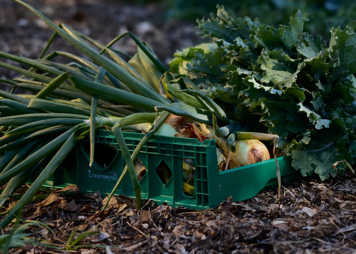From Grass to Gardens: The Rise of the Food Not Lawns Movement – Power ...